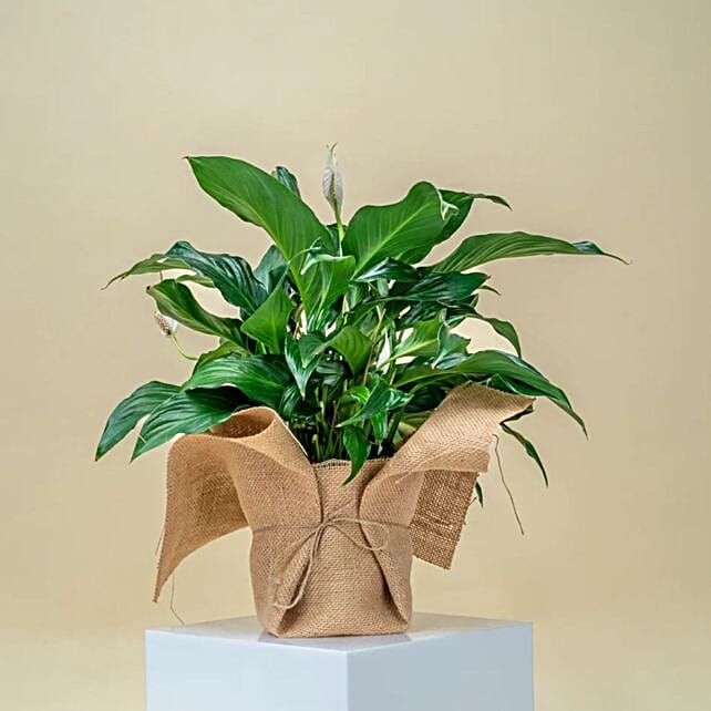 Peace Lily Plant Special Gift australia | Gift Peace Lily Plant Special ...