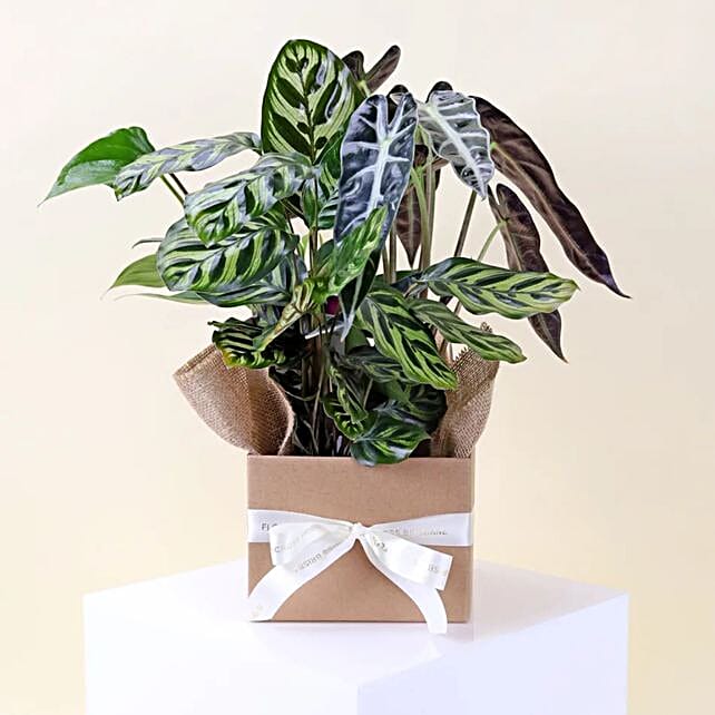 Mixed Indoor Plants australia | Gift Mixed Indoor Plants- FNP