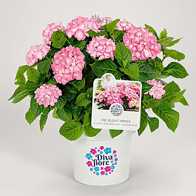 Ball Hydrangea france | Gift Ball Hydrangea- FNP