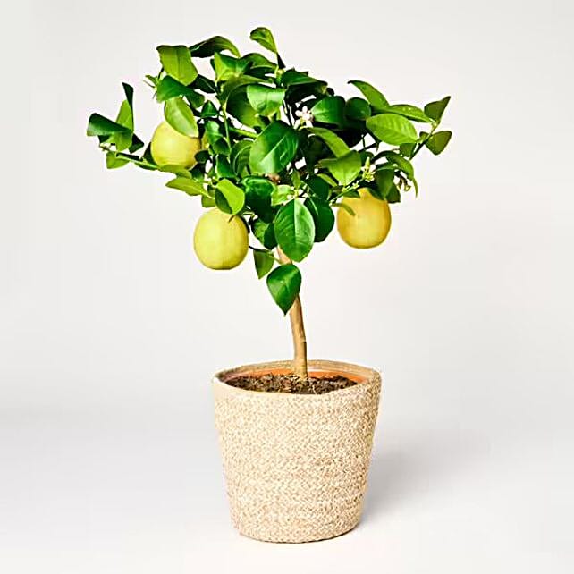 Lemon tree germany | Gift Lemon tree- FNP