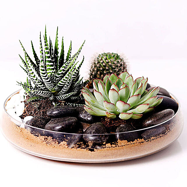 Combo of 3 Plants In Clear Glass Platter jordan | Gift Combo of 3 ...