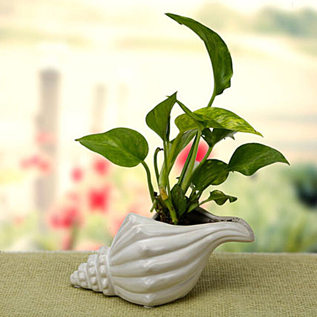 Buy/Send Money Plant For her Online- FNP