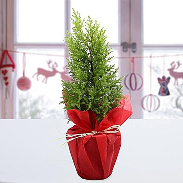 Buy/Send Cyprus Greenery Plant Online- FNP