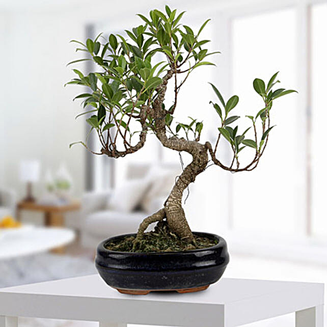 Buy/Send Gorgeous Ficus S shaped Plant Online- FNP