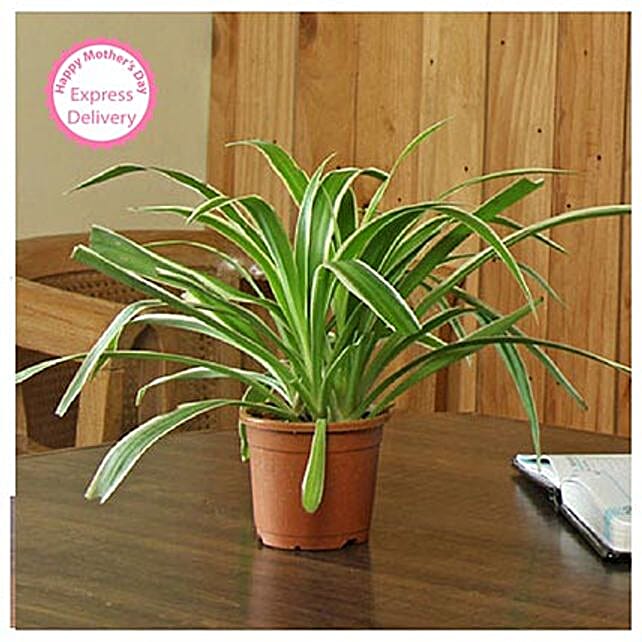 Buy/Send Mothers Day Spl Spider Plant by FNP Online- FNP