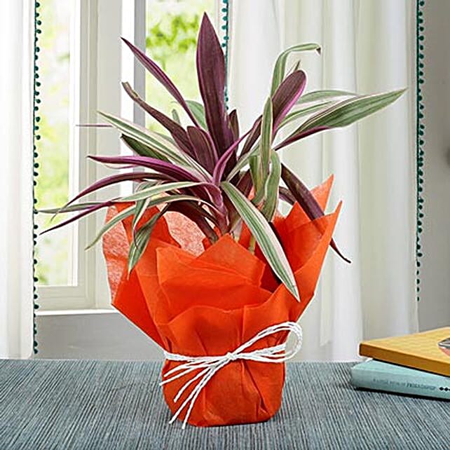Buy/Send Elegantly Potted Roheo Plant Online- FNP