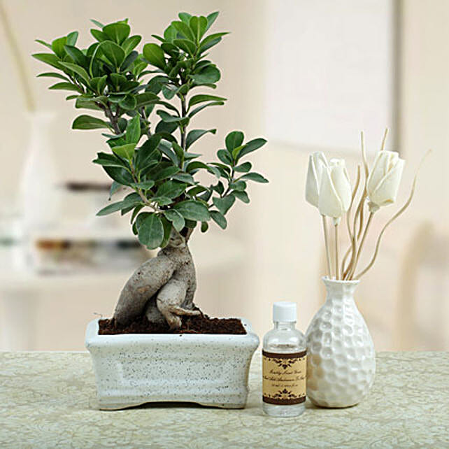 Buy/Send Bonsai N Oil Diffuser Online- FNP