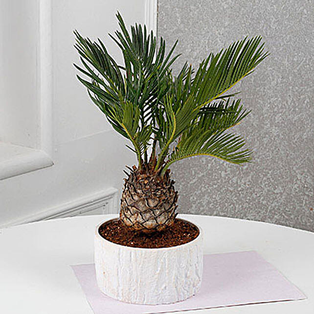 Buy/Send Ornate Cycus Plant Online- FNP