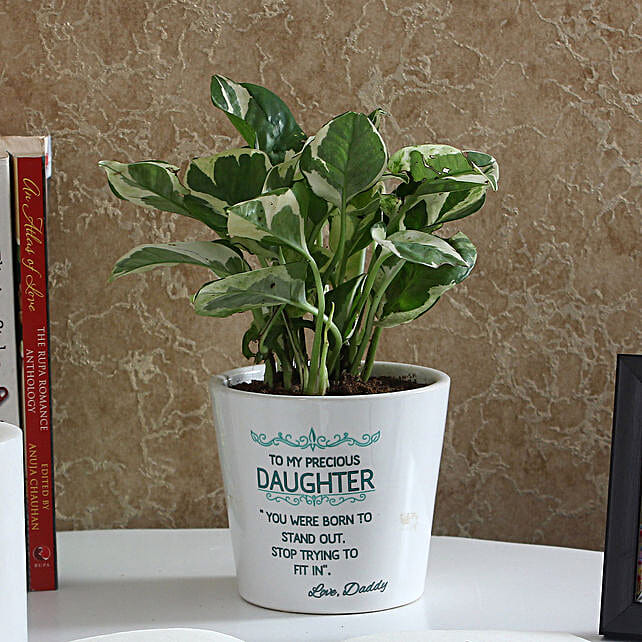 Buy/Send Attractive White Pothos Plant Online- FNP