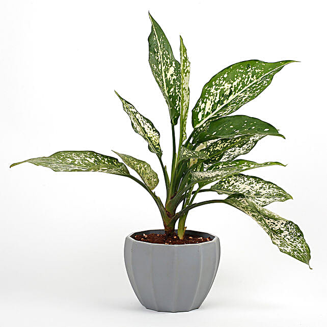 Buy/Send Silver Aglaonema Plant in Melamine Pot Online- FNP
