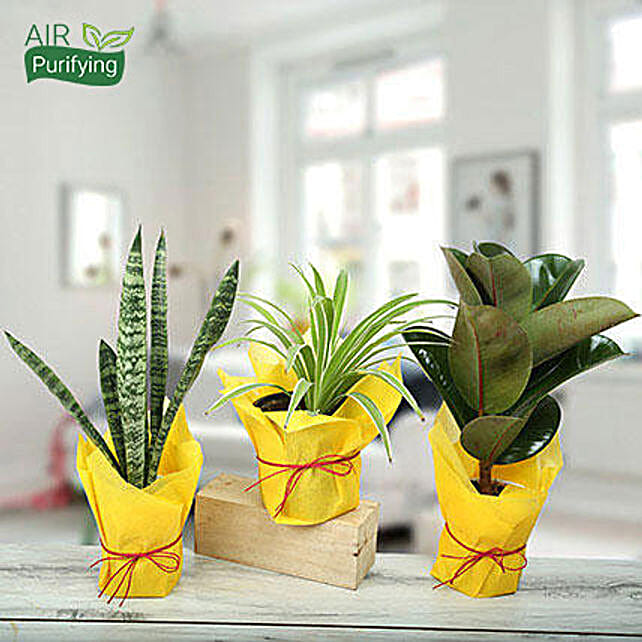 Buy/Send Live Green Trio Plants Online- FNP