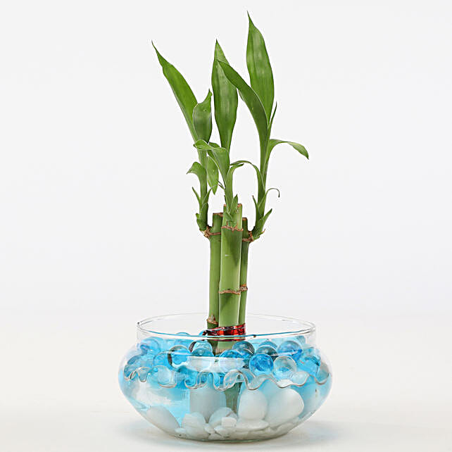 Buy/Send 3 Sticks Lucky Bamboo With Jelly Balls Online- FNP