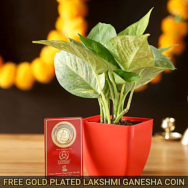 Buy/Send Free Gold Plated Coinwith Money Plant Online- FNP