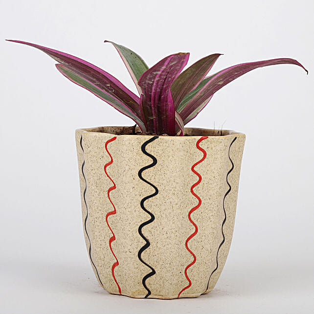 Buy/Send Roheo Plant In Artistic Ceramic Plant Online- FNP