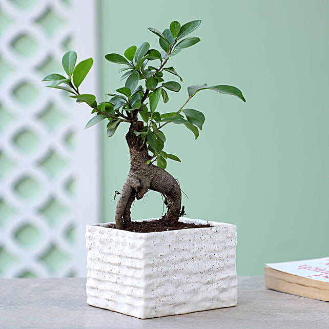 Buy/Send Ficus Ginseng In Brick Design Ceramic Pot Online- FNP