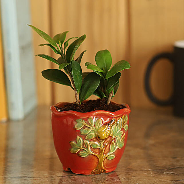 Buy/Send Ficus Plant in Orange Pot Online- FNP