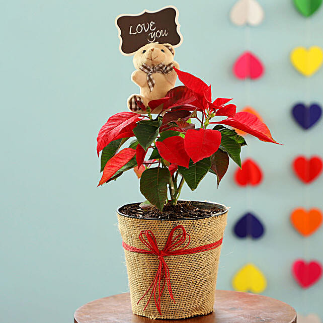 Buy/Send Red Poinsettia Plant Teddy Day Combo Online- FNP