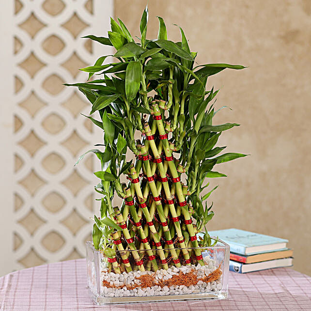 Buy/Send 8 Layer Pyramid Bamboo Online- FNP