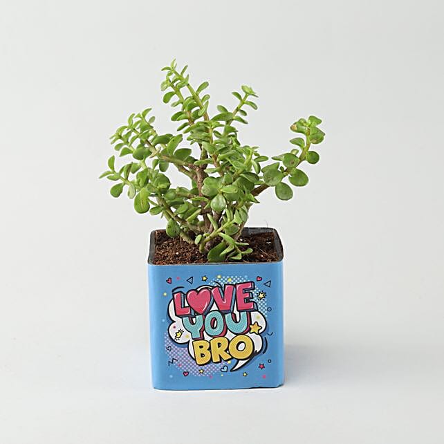 Buy/Send Love You Bro Jade Plant Online- FNP