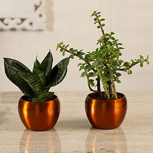 Buy/Send Potted Jade & Snakeskin Sansevieria Plant Combo Online- FNP
