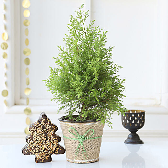 Buy/Send Cyprus Plant & Choco Walnut Dry Cake Online- FNP