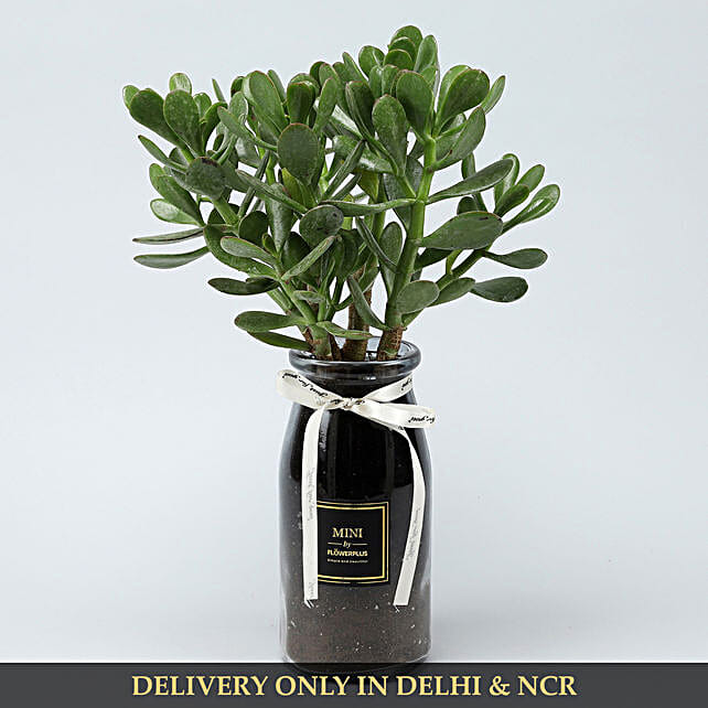Buy/Send Crawla Vita In Glass Pot Online- FNP