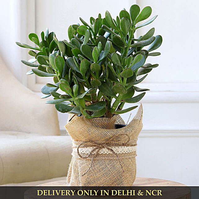 Buy/Send Crawla Vita In Jute Online- FNP