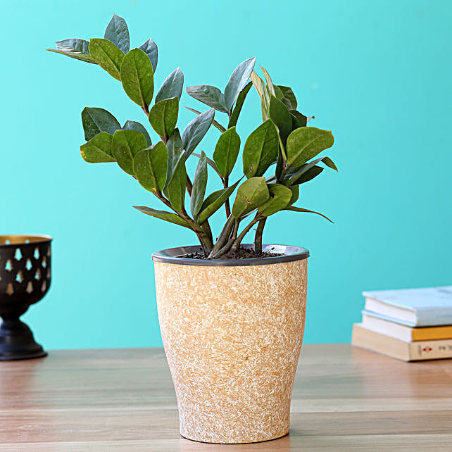 Buy/Send Zamia Plant In Self Watering Pot Online- FNP