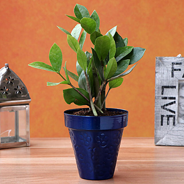 Buy/Send Zamia Plant In Pretty Blue Metal Pot Online- FNP