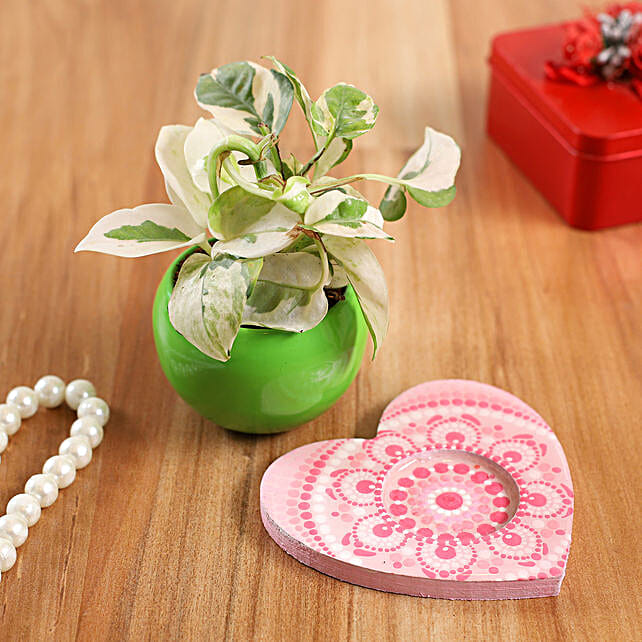 Buy/Send White Pothos Plant In Green Pot And Pink Heart Plate Online- FNP