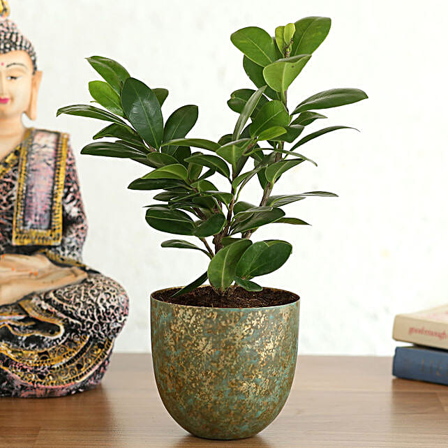 Buy/Send Ficus Compacta Plant In Shimmery Green Pot Online- FNP