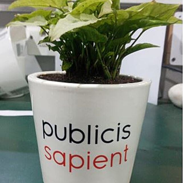Buy/Send Syngonium Plant in White Ceramic Pot for Sapient Online- FNP