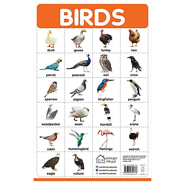 Buy/Send My First Early Learning Educational Poster- Birds Online- FNP