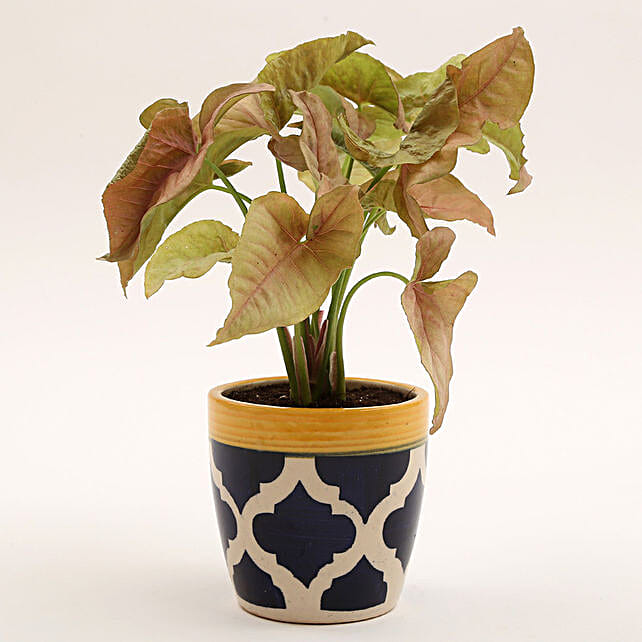 Buy/Send pink syngonium plant in multi color ceramic pot Online- FNP