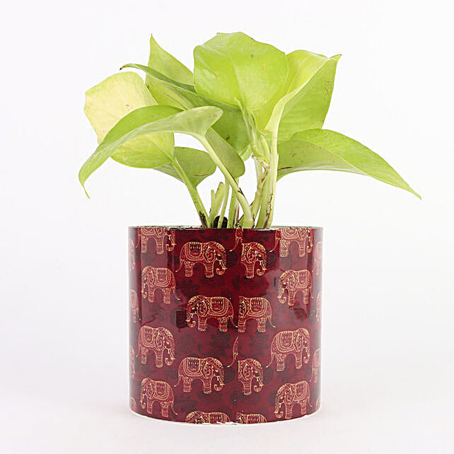 Buy/Send money plant in red metal pot 4 x 4 5 inches Online- FNP