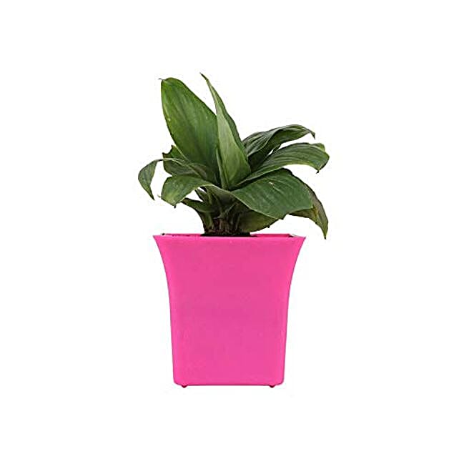 Buy/Send peace lily plant in pink plastic pot 4 x 3 7 inch Online- FNP