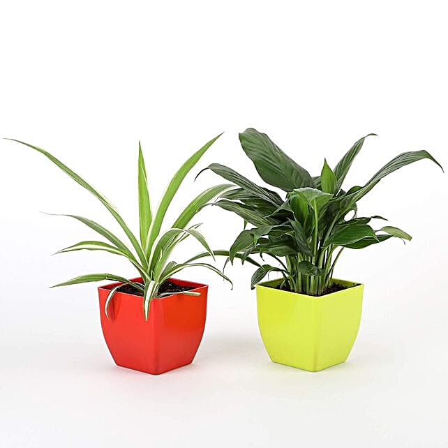 Buy/Send set of 2 plant in multi color plastic pot Online- FNP