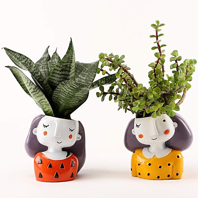 Buy/Send set of snakeskin sanseveria jade plant in girl pot Online- FNP