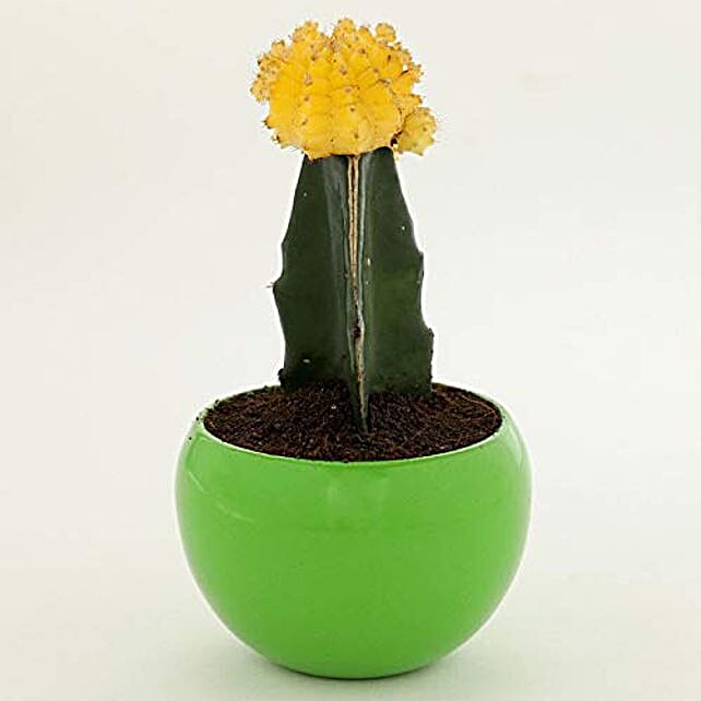Buy/Send yellow moon cactus plant in green metal pot Online- FNP