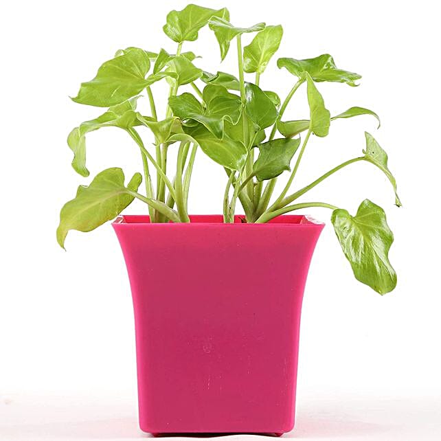 Buy/Send xanadu plant in pink plastic pot Online- FNP