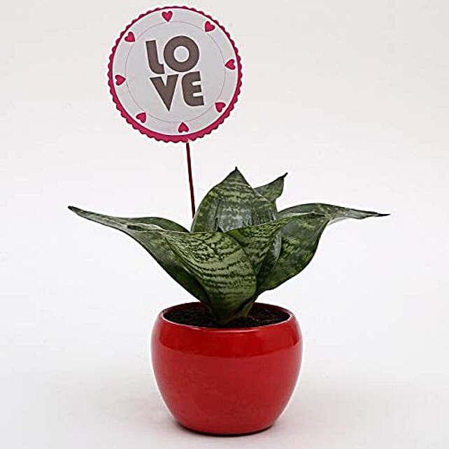Buy/Send dark red metal pot with white round shape love tag Online- FNP