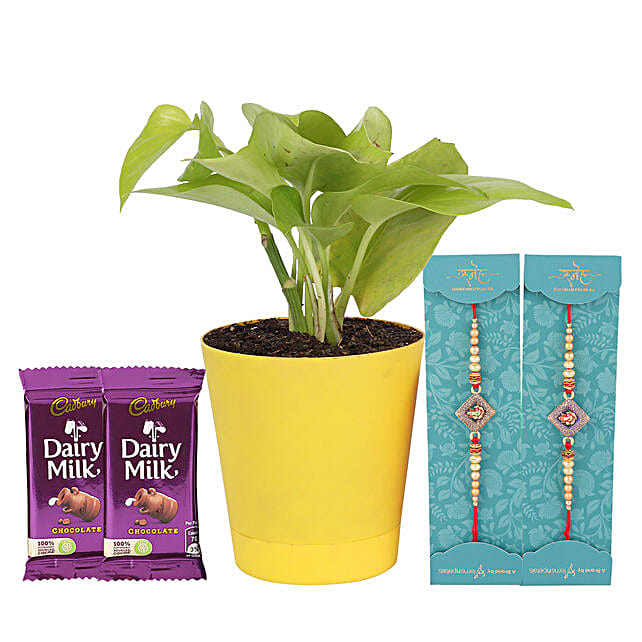 Buy/Send money plt in yellow pot n rakhi n chocolate mp122 Online- FNP