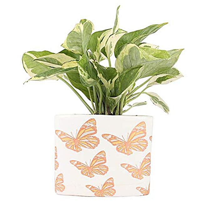 Buy/Send white pothos plant in white n gold butterfly pot Online- FNP