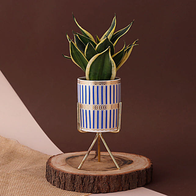 Buy/Send Sansevieria Plant Blue N Golden Pot With Stand Online- FNP