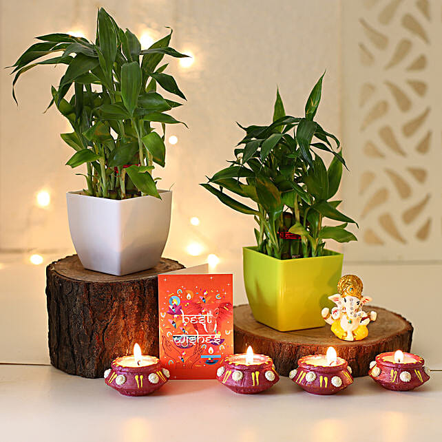 Buy/Send Set Of 2 Bamboo Plants Diwali Greetings Combo Online- FNP