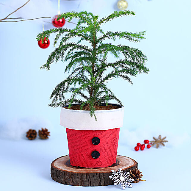 Buy/Send Garden Araucaria Bonsai Plant Santa Pot Online- FNP