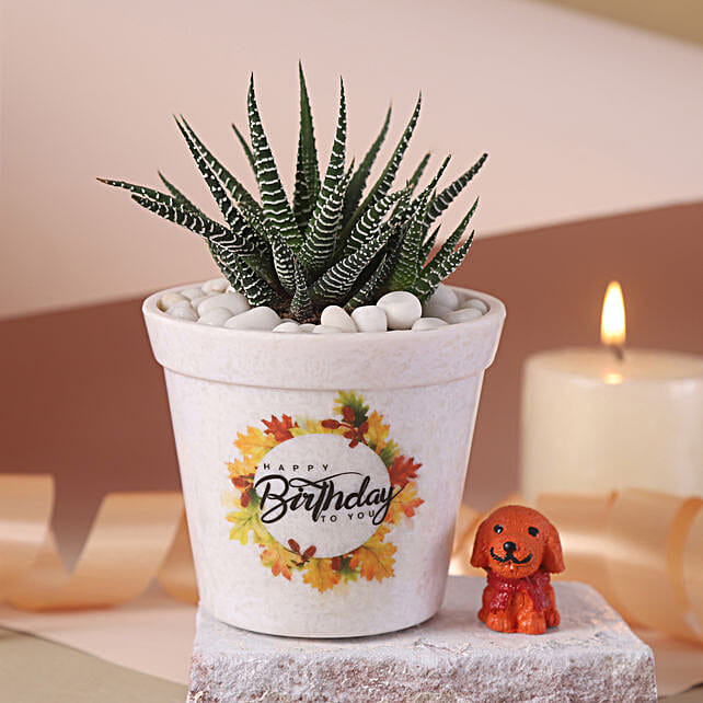 Buy/Send Birthday Joy Plant Set Hand Delivery Online- FNP