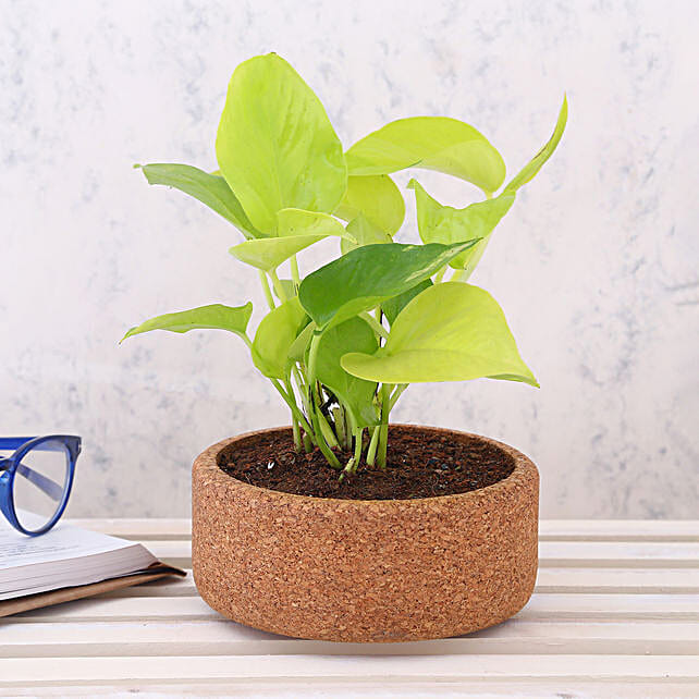 Buy/Send Money Plant In Round Cork Pot Online- FNP