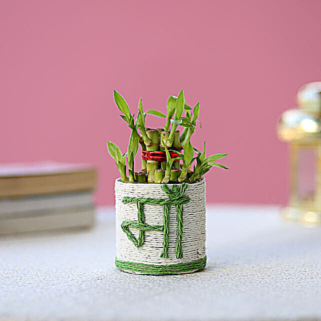 Buy/Send Lucky Bamboo Plant gift for Mom Online- FNP