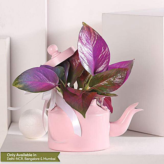 Buy/Send Colorful Money Plant Medley in Pink Kettle Online- FNP